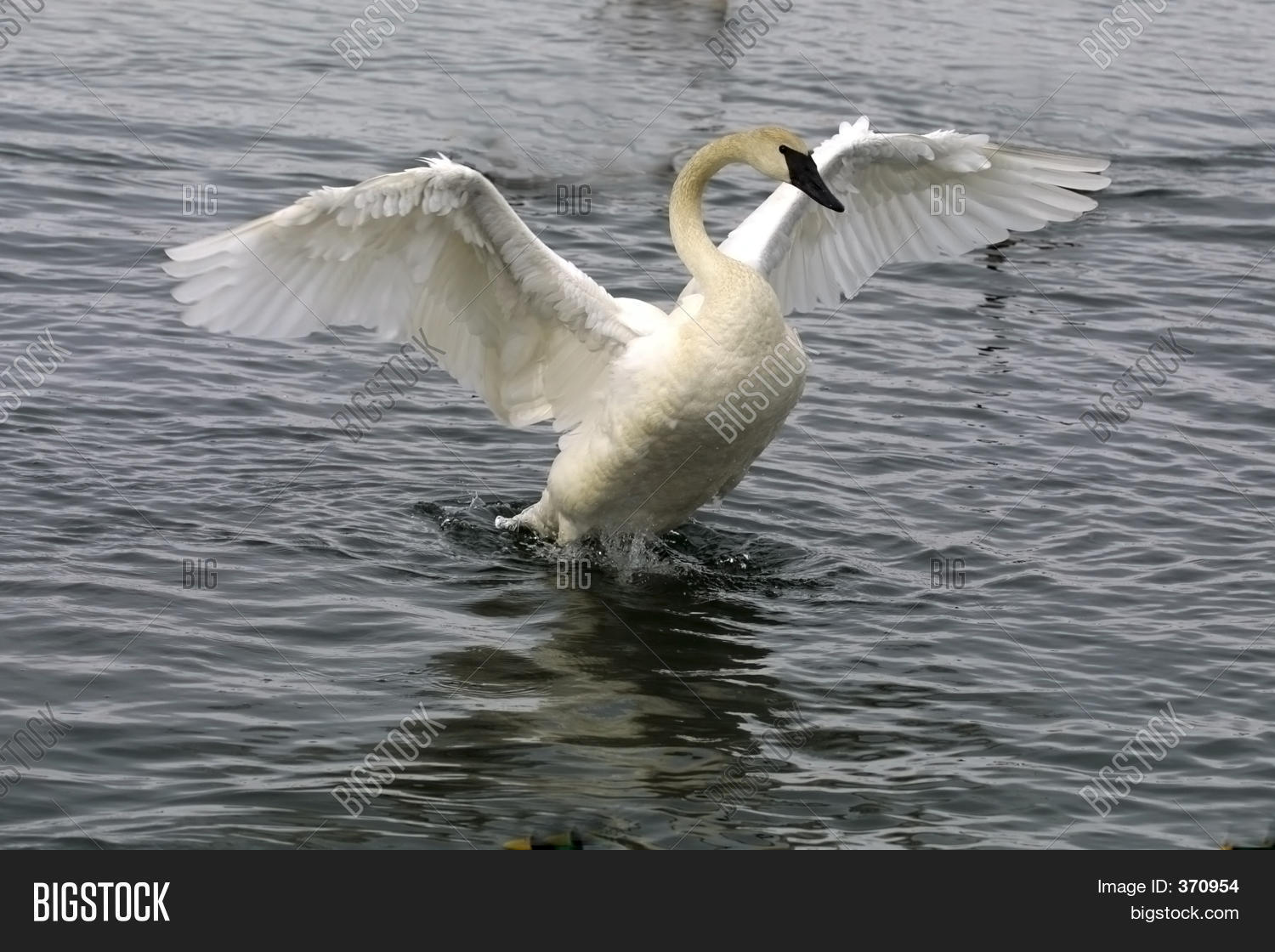 Swan Wing Open Image & Photo (Free Trial) | Bigstock
