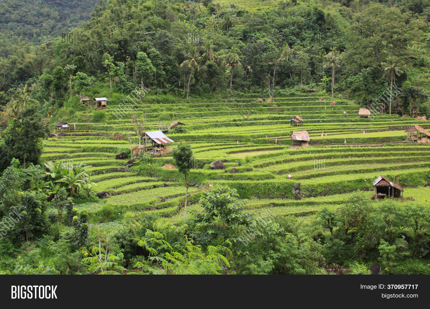 Green Rice Paddy Image & Photo (Free Trial) | Bigstock