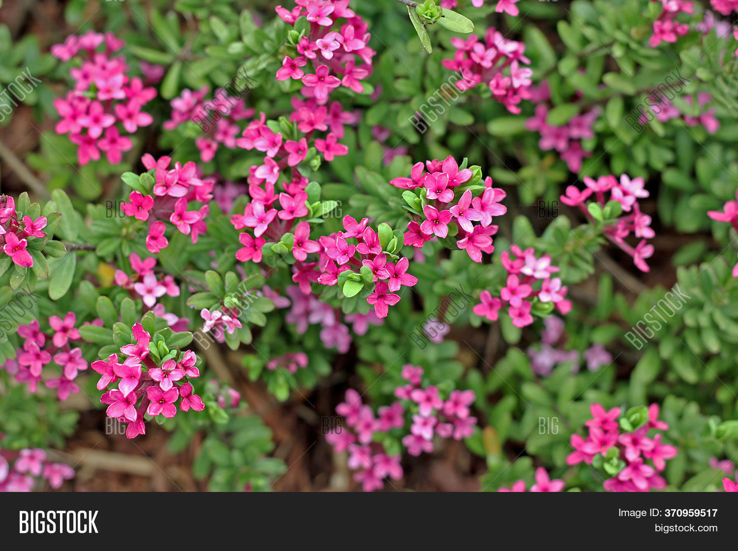 Daphne Cneorum, Image & Photo (Free Trial) | Bigstock