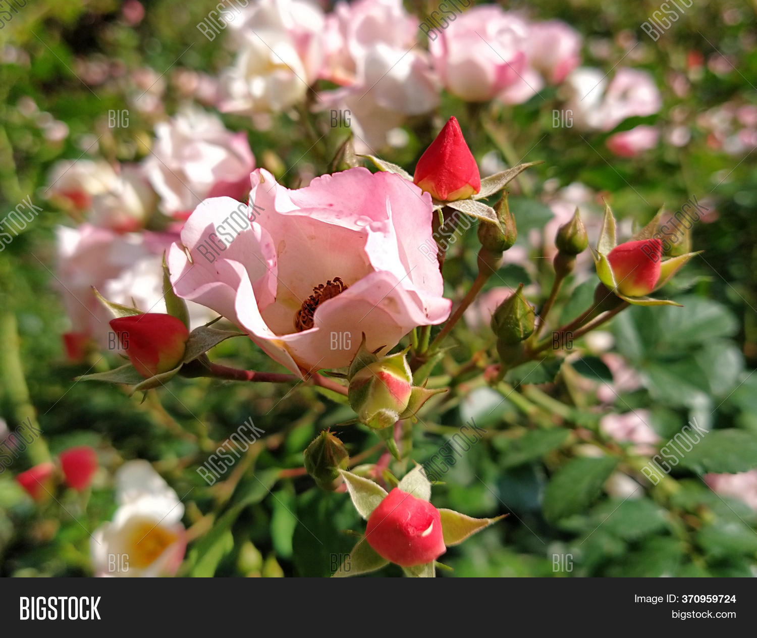 Pink White Roses Image & Photo (Free Trial) | Bigstock
