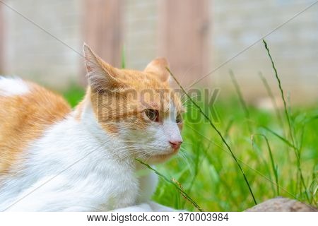 Wary Look Stray Cat Image & Photo (Free Trial) | Bigstock