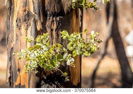First Plants Start Image & Photo (Free Trial) | Bigstock