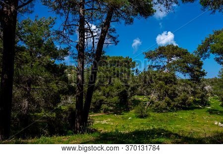 Cedars Dense Forest Image & Photo (Free Trial) | Bigstock