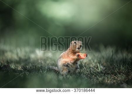 Gopher Standing Green Image & Photo (Free Trial) | Bigstock