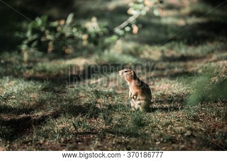 Gopher Standing Green Image & Photo (Free Trial) | Bigstock