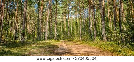 Panoramic Forest Image & Photo (Free Trial) | Bigstock
