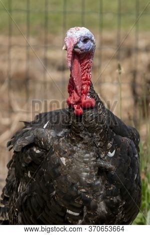 Black Spanish Norfolk Image & Photo (Free Trial) | Bigstock