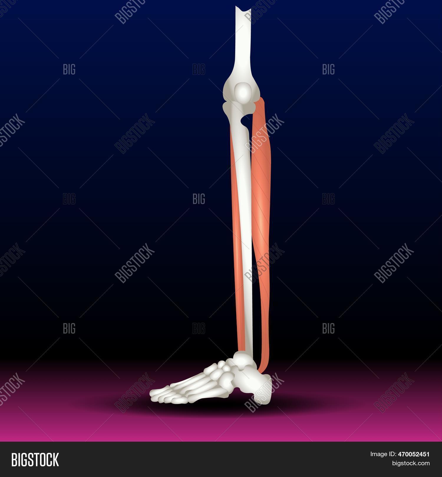 Peroneus Tertius Leg Image & Photo (Free Trial) | Bigstock