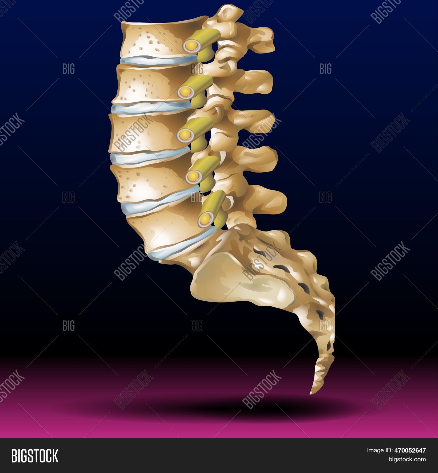 Lower Spine - Human Image & Photo (Free Trial) | Bigstock