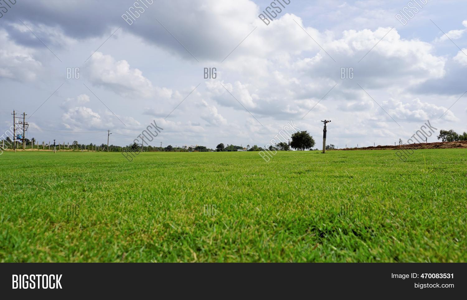 Fully Grown Lawn Ready Image & Photo (Free Trial) | Bigstock
