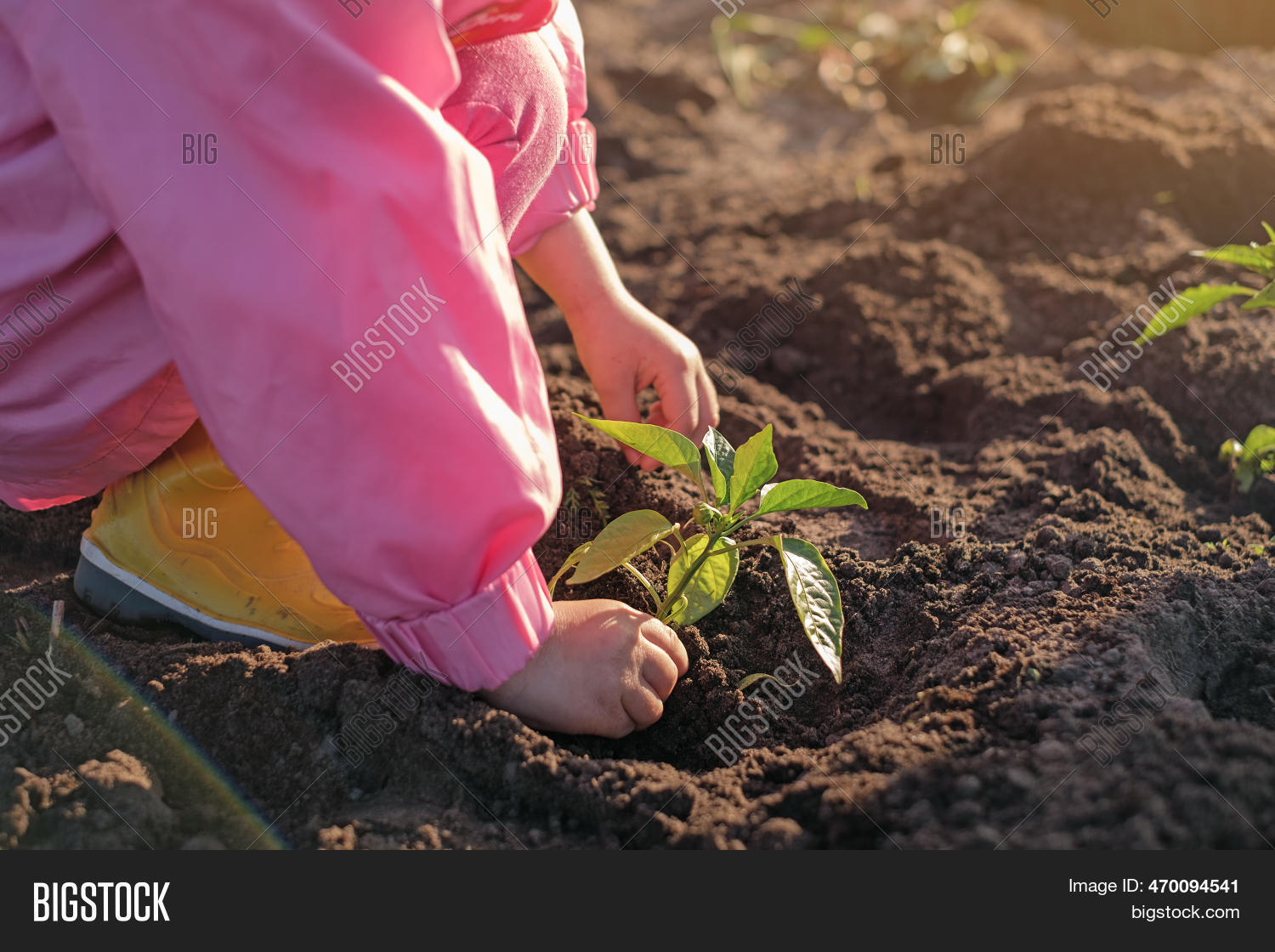Kid Plants Young Plant Image & Photo (Free Trial) | Bigstock