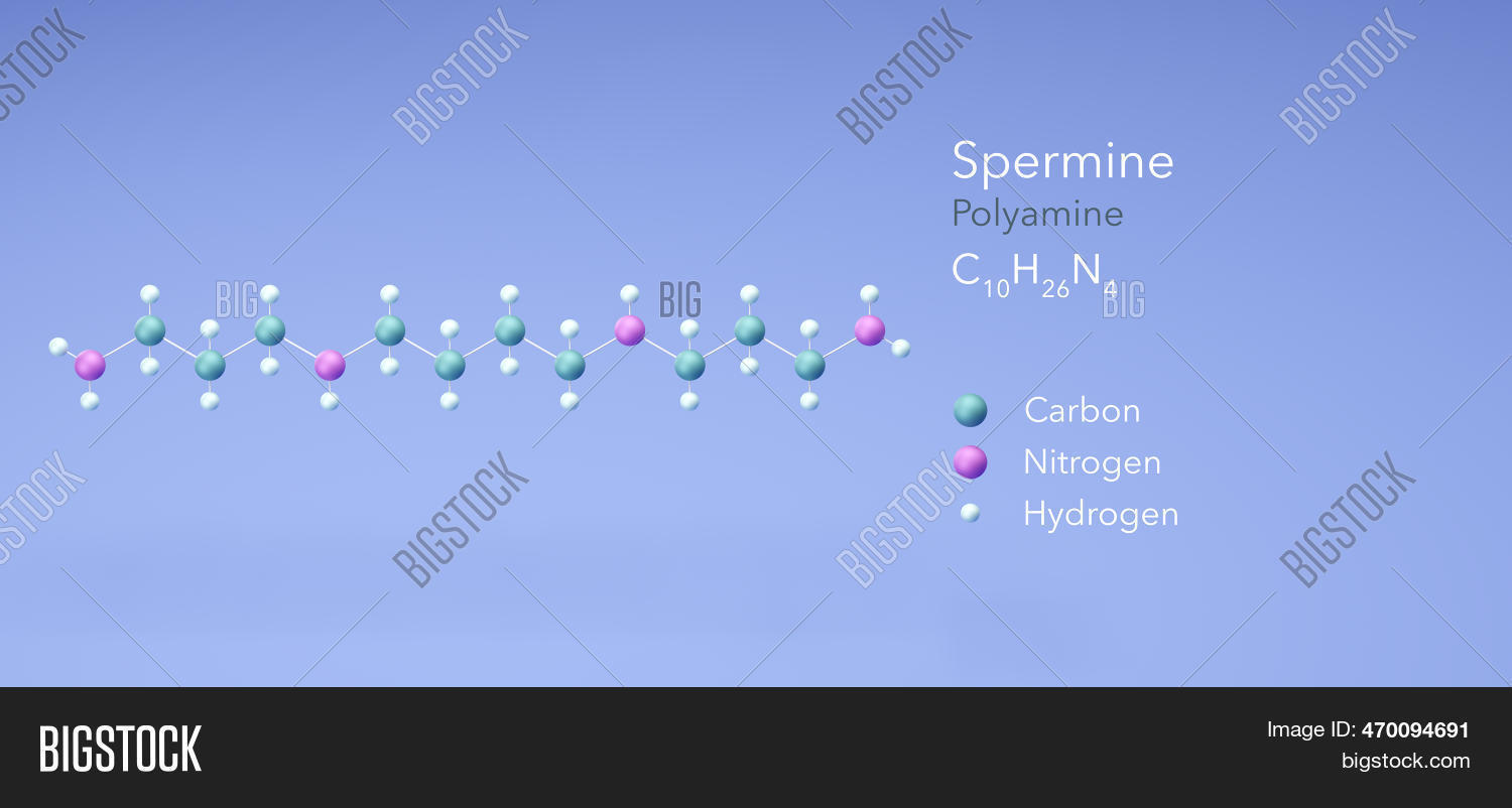 Spermine Molecule, Image & Photo (Free Trial) | Bigstock