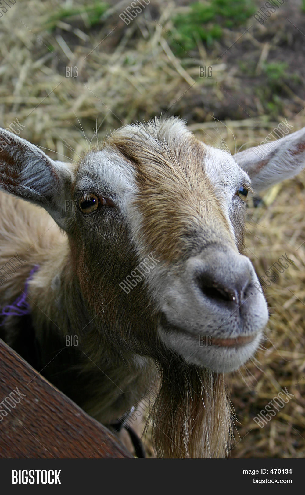 Goat Face Image & Photo (Free Trial) | Bigstock