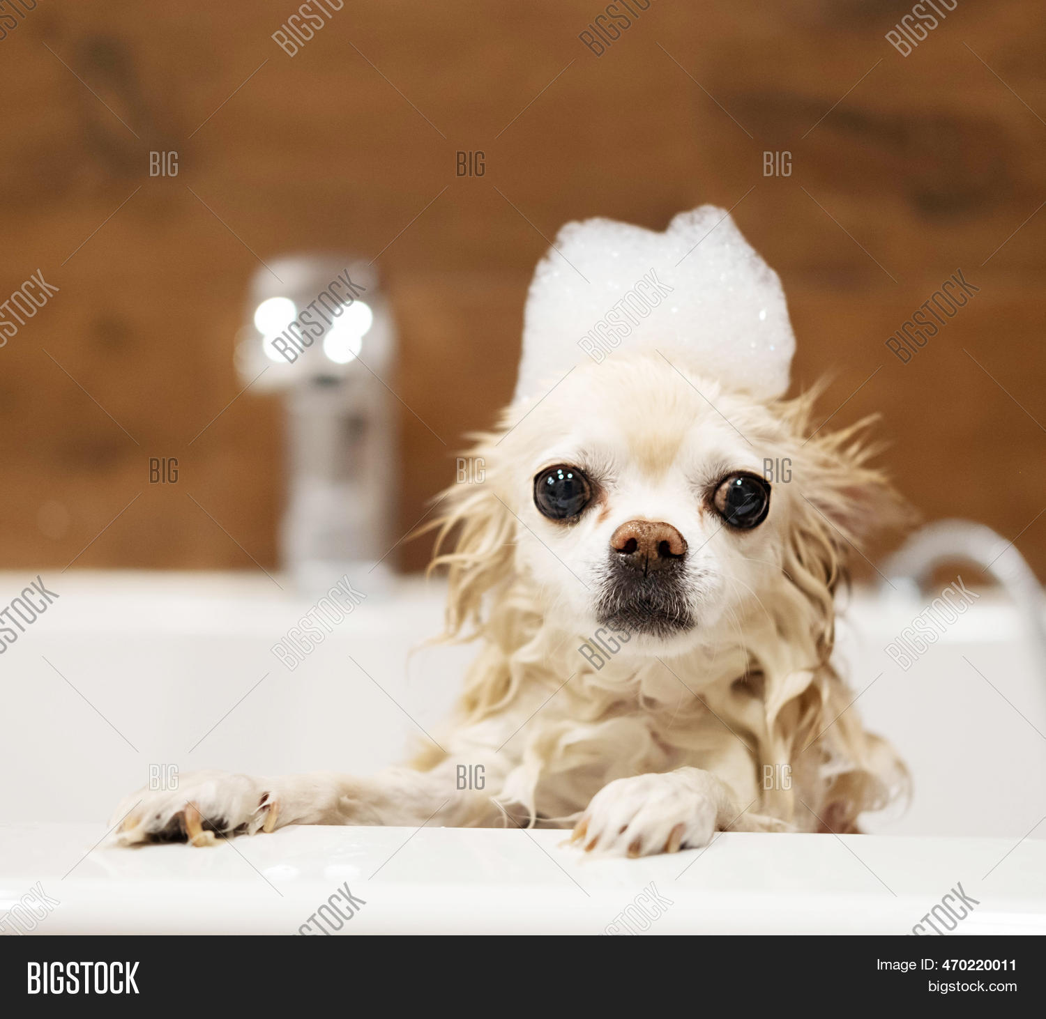 Funny Little Wet Dog Image & Photo (Free Trial) | Bigstock