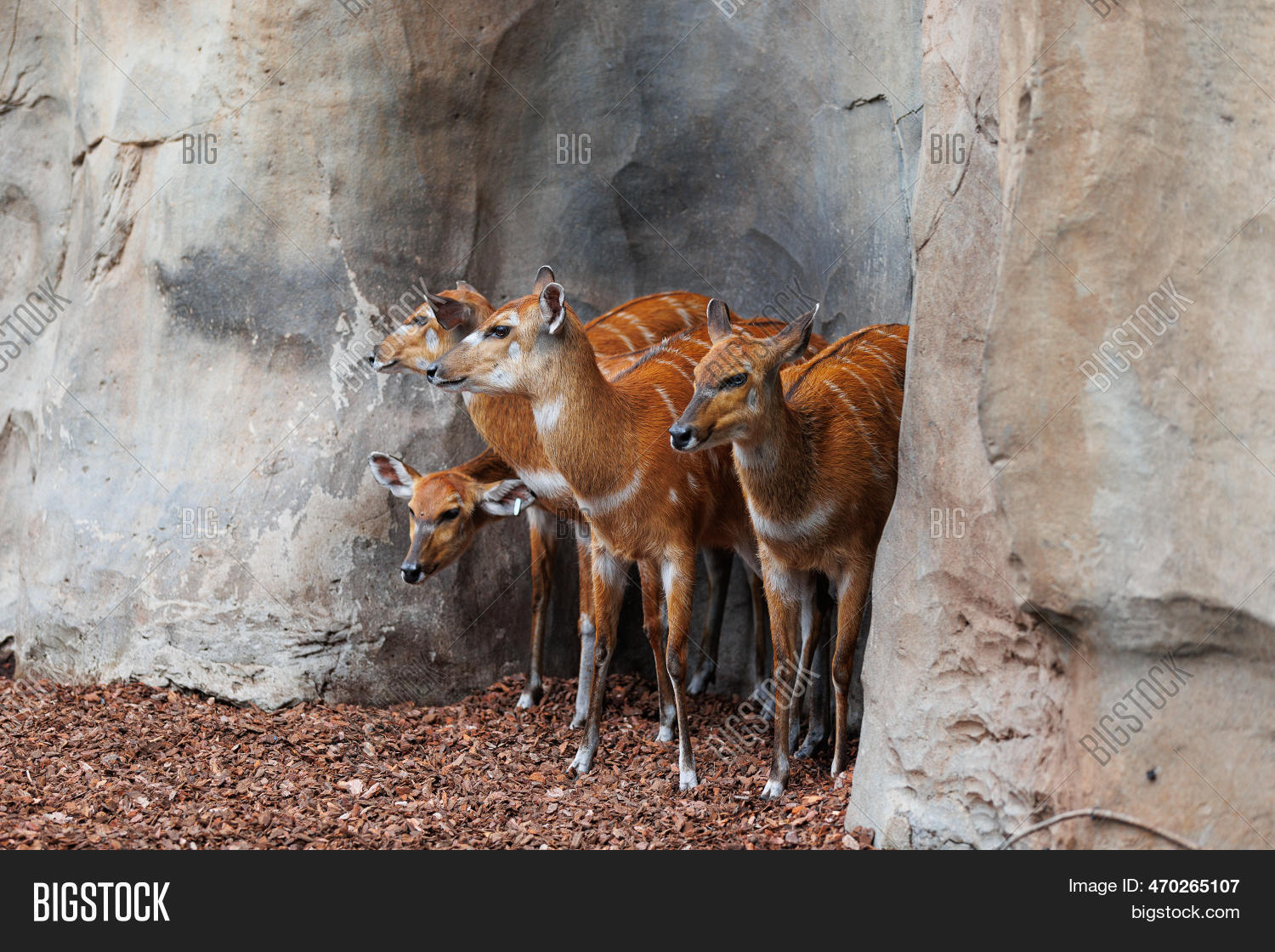 Young Eastern Bongos Image & Photo (Free Trial) | Bigstock