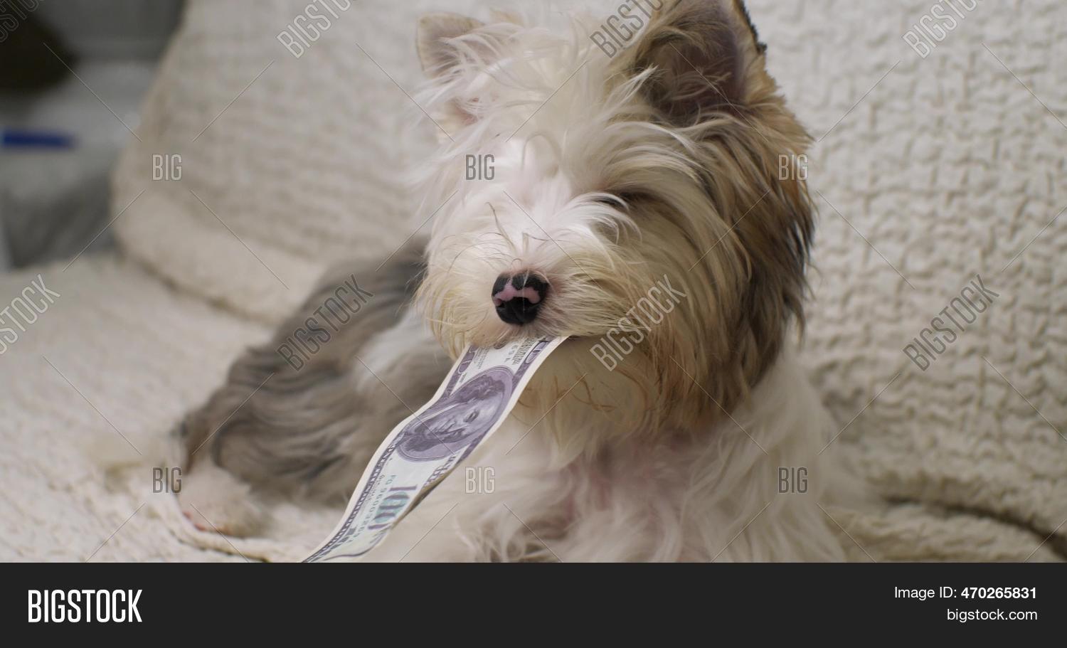 Funny Dog Holds Dollar Image & Photo (Free Trial) | Bigstock