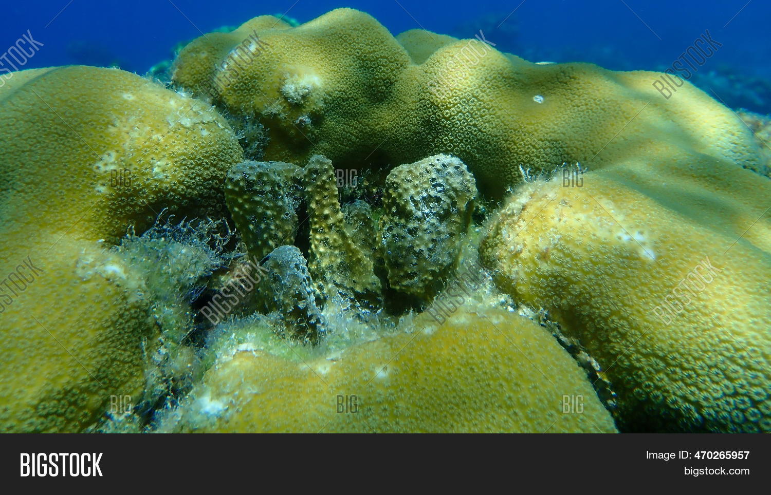 Bumpy Ball Sponge ( Image & Photo (Free Trial) | Bigstock