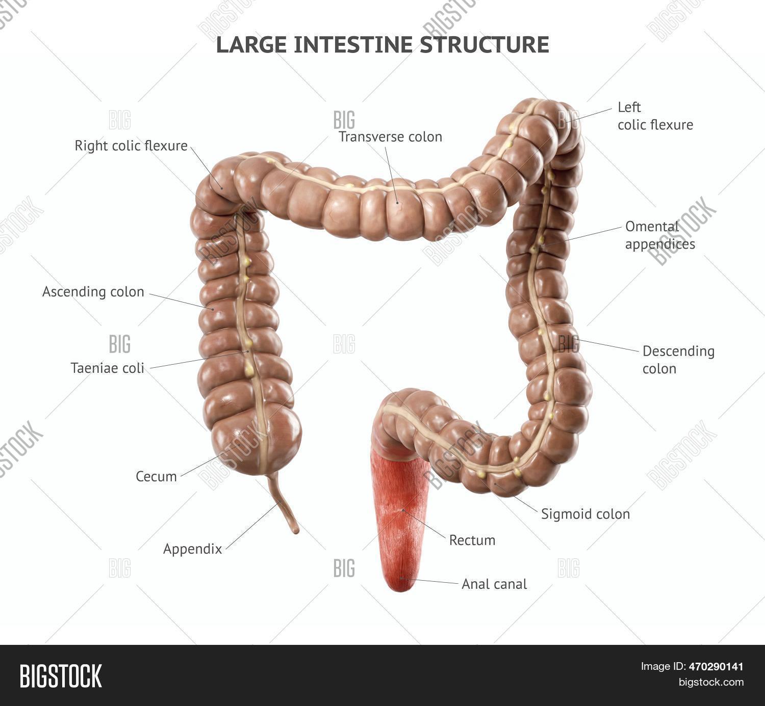 Anatomically Accurate Image & Photo (Free Trial) | Bigstock