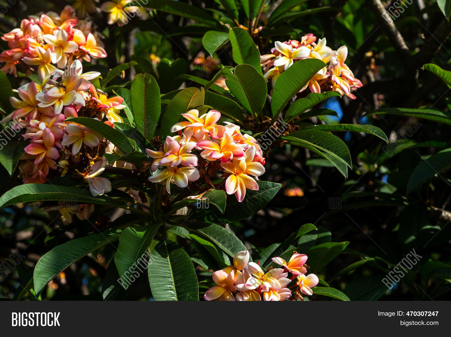 ภาพและภาพถ่าย (ทดลองใช้ฟรี) | Bigstock