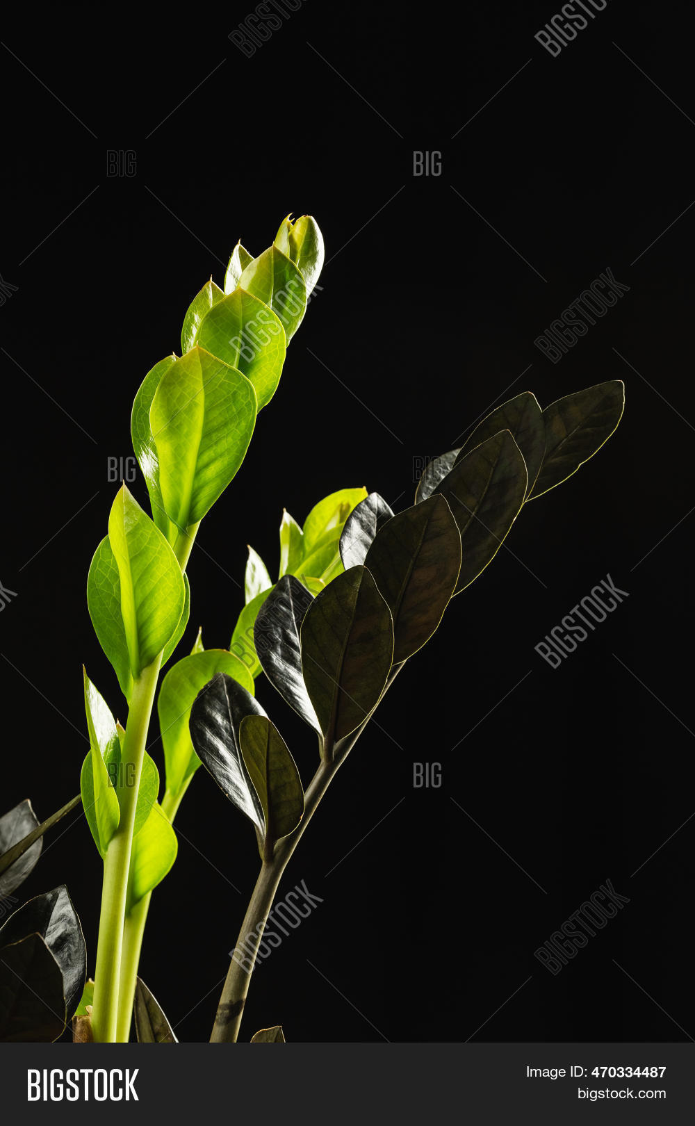 New Light Green Leaves Image & Photo (Free Trial) | Bigstock