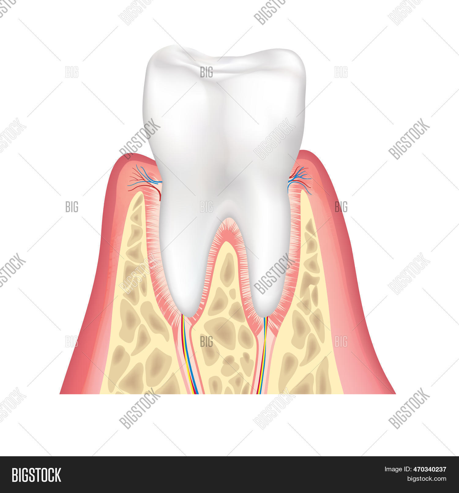 Tooth Anatomy. Healthy Image & Photo (Free Trial) | Bigstock