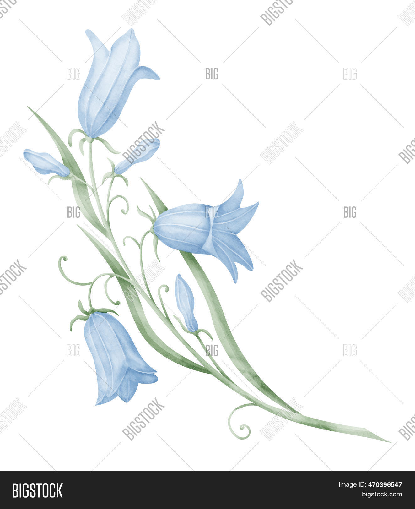 Bell Flower Watercolor Image & Photo (Free Trial) | Bigstock