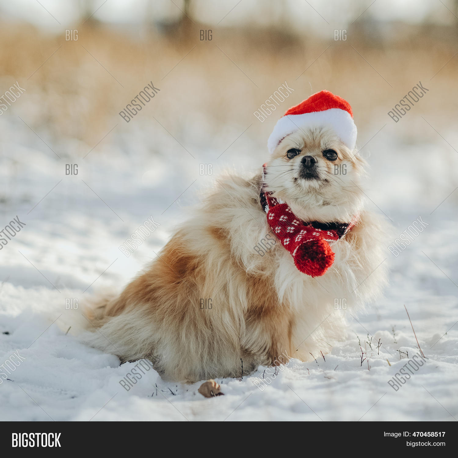 Pomeranian Santa Image & Photo (Free Trial) | Bigstock