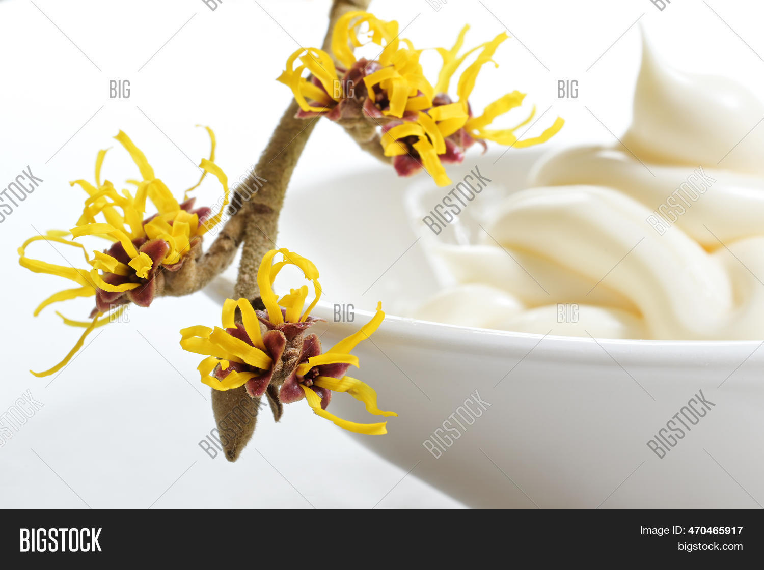 Blooming Witch Hazel Image & Photo (Free Trial) | Bigstock