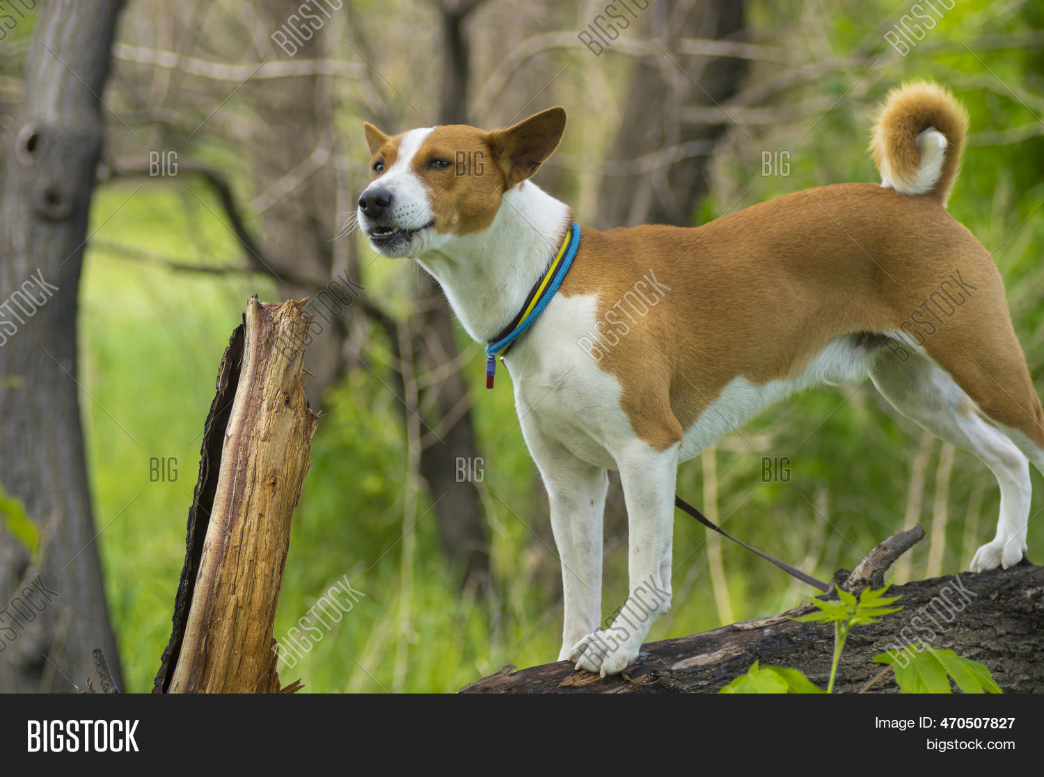 Mature Basenji Dog Image & Photo (Free Trial) | Bigstock