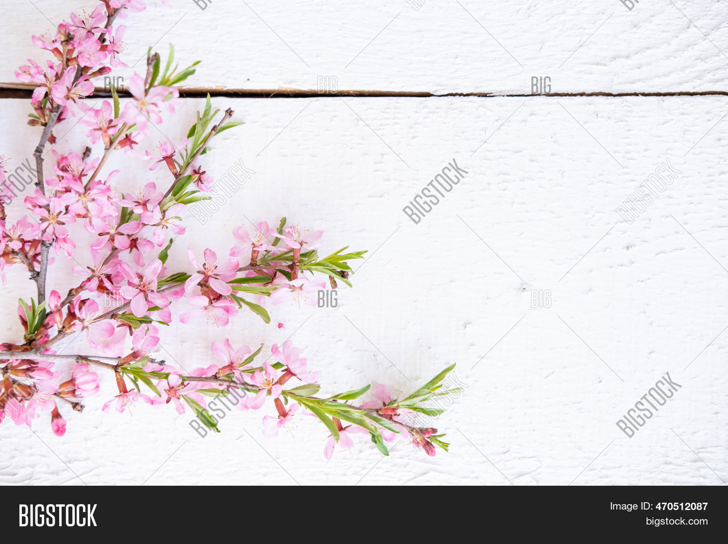 Blooming Almond Frame Image & Photo (Free Trial) | Bigstock