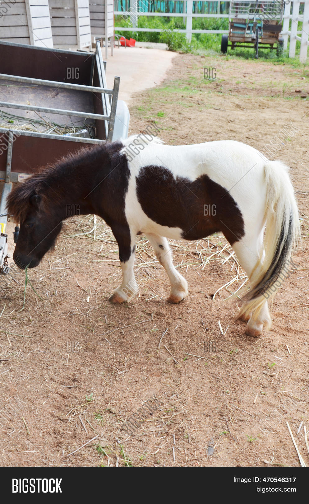 Pony Dwarf Horse Image & Photo (Free Trial) | Bigstock