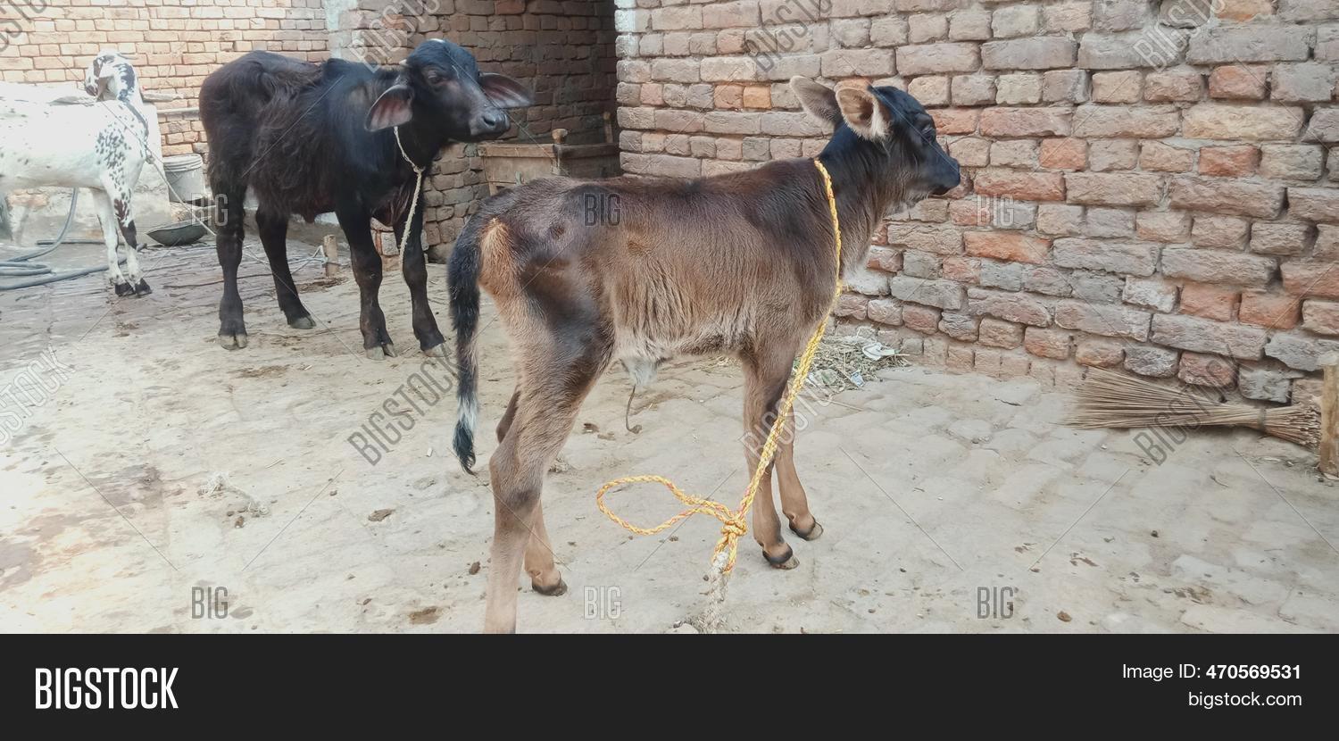 Pakistani Cow Baby Image & Photo (Free Trial) | Bigstock