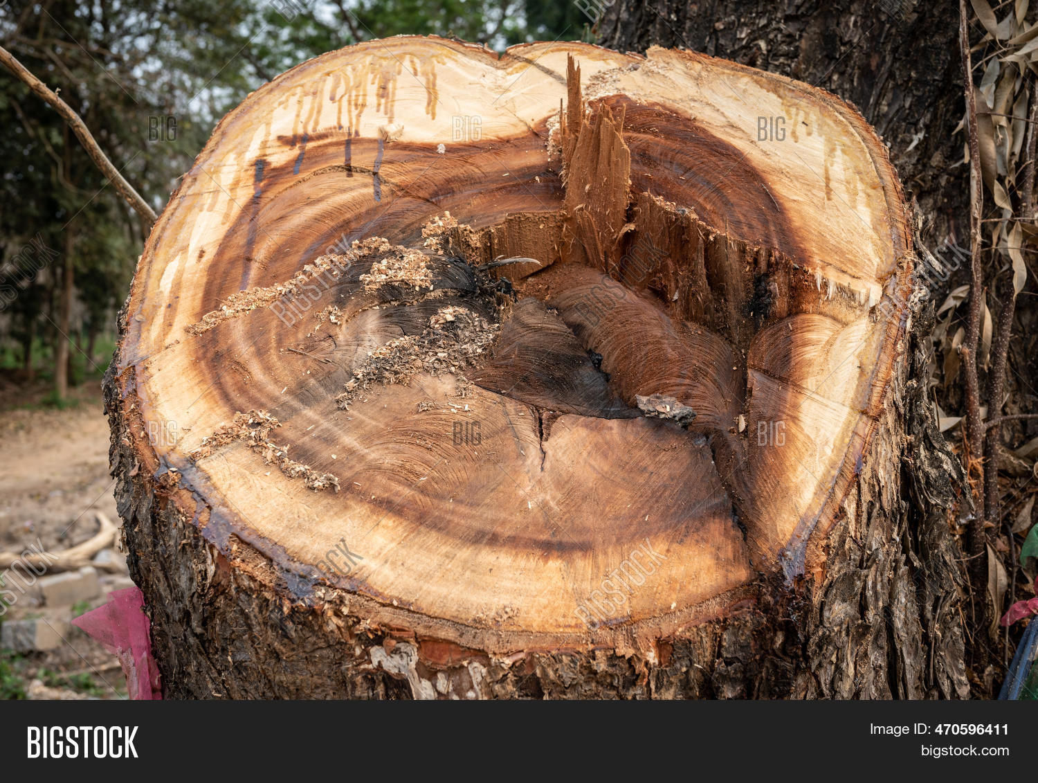 Close Tree Stump After Image & Photo (Free Trial) | Bigstock