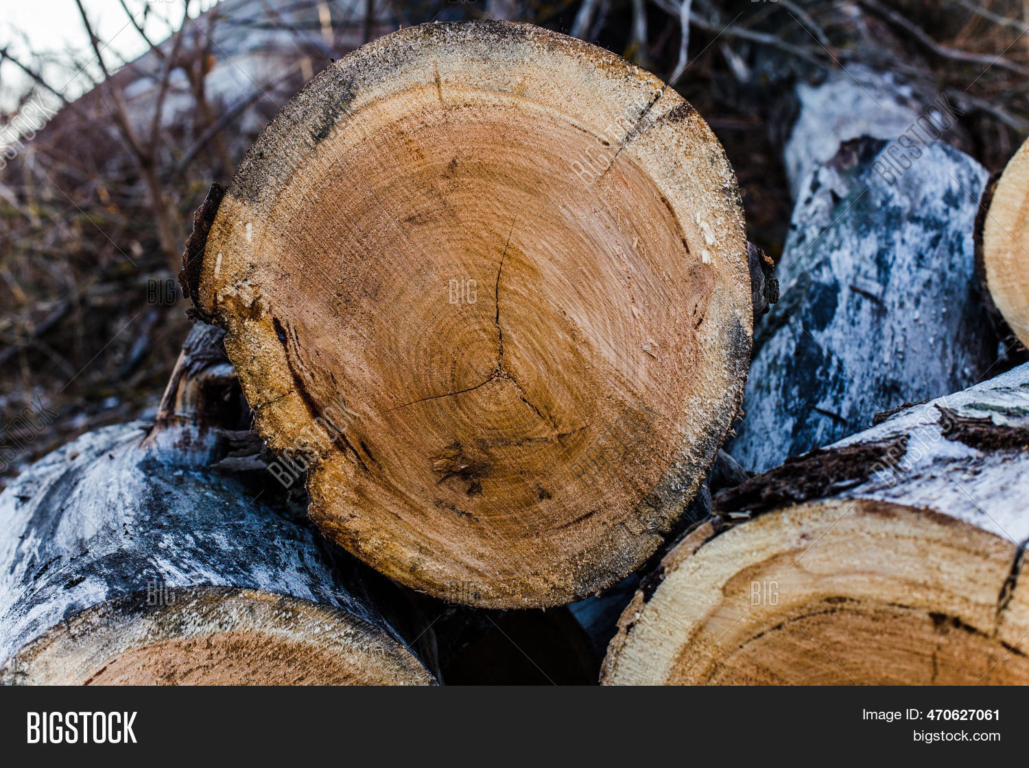 Cut Piece Thick Logs Image & Photo (Free Trial) | Bigstock