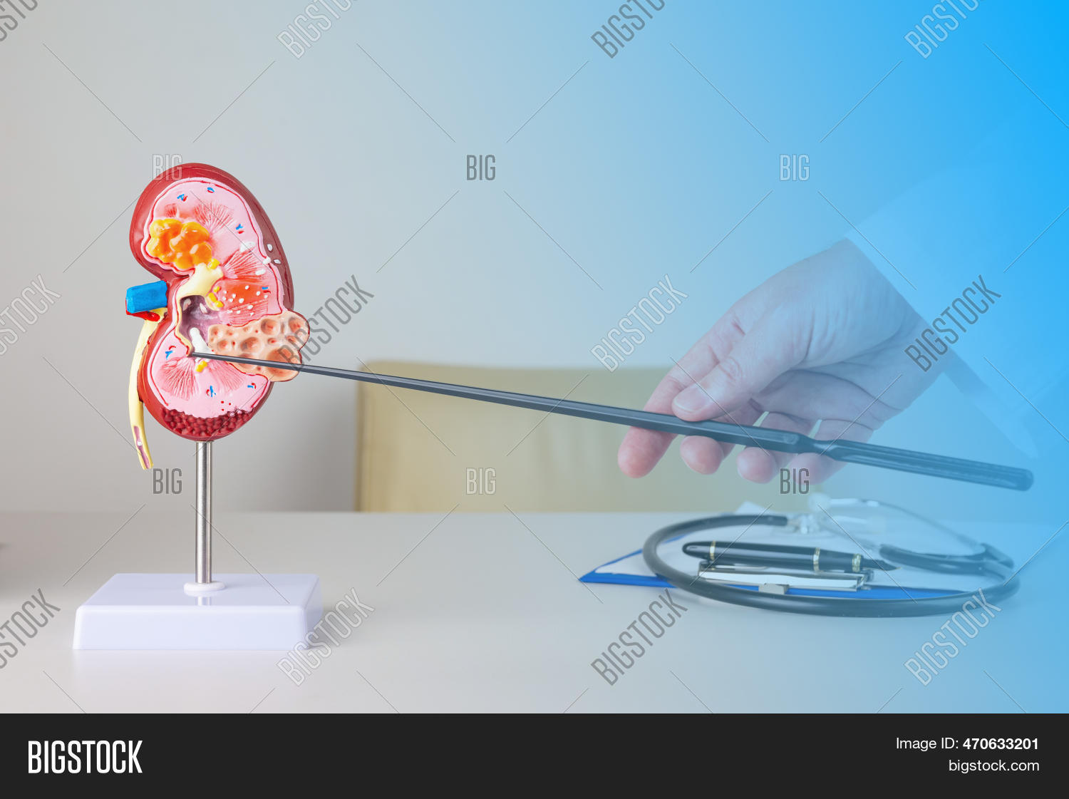 Doctor Nephrologist Image & Photo (Free Trial) | Bigstock
