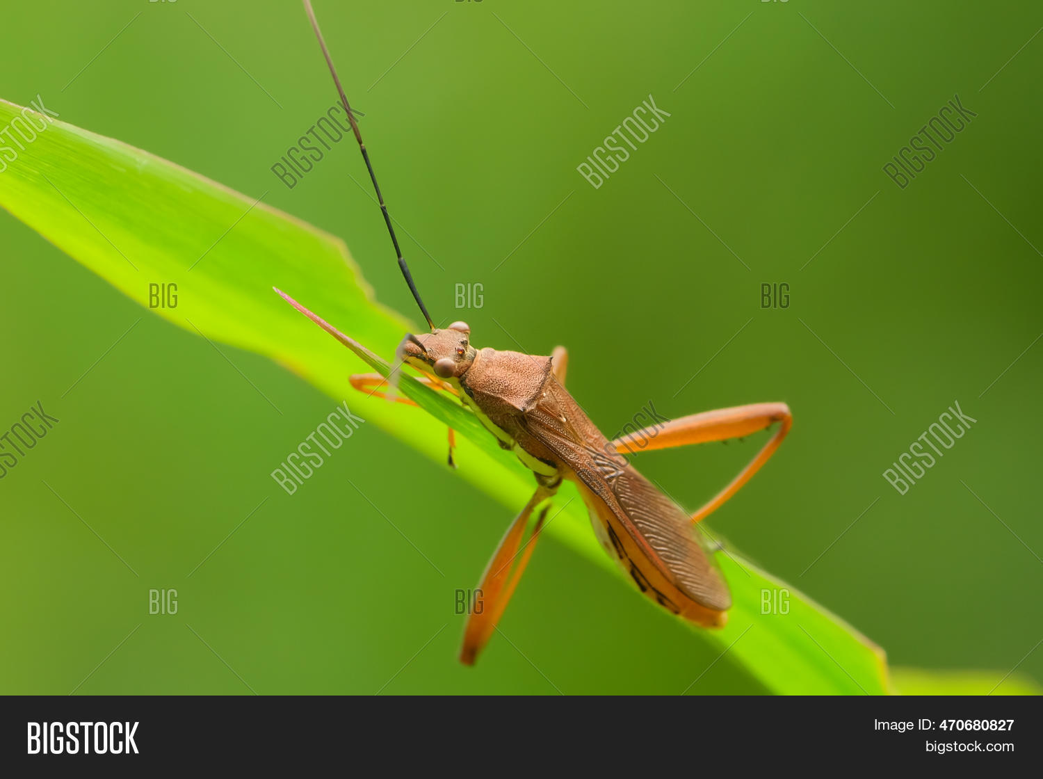 Leptocorisa Oratorius Image & Photo (Free Trial) | Bigstock