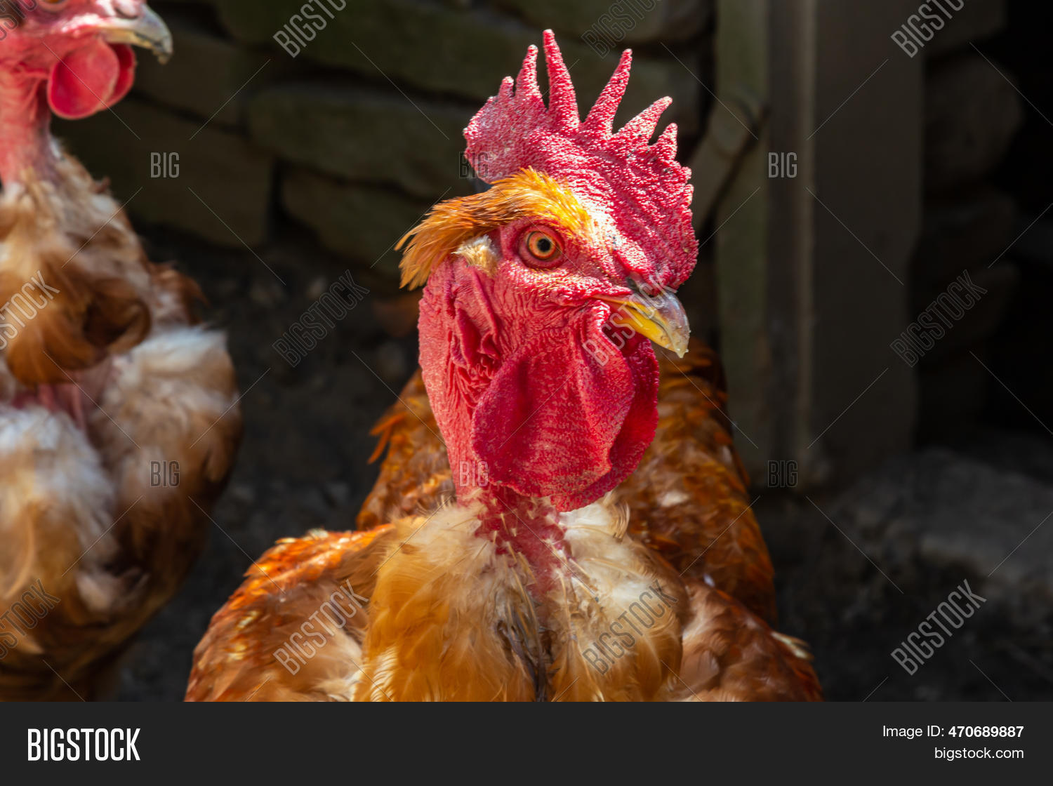 Red Hen On Farm. Image & Photo (Free Trial) | Bigstock