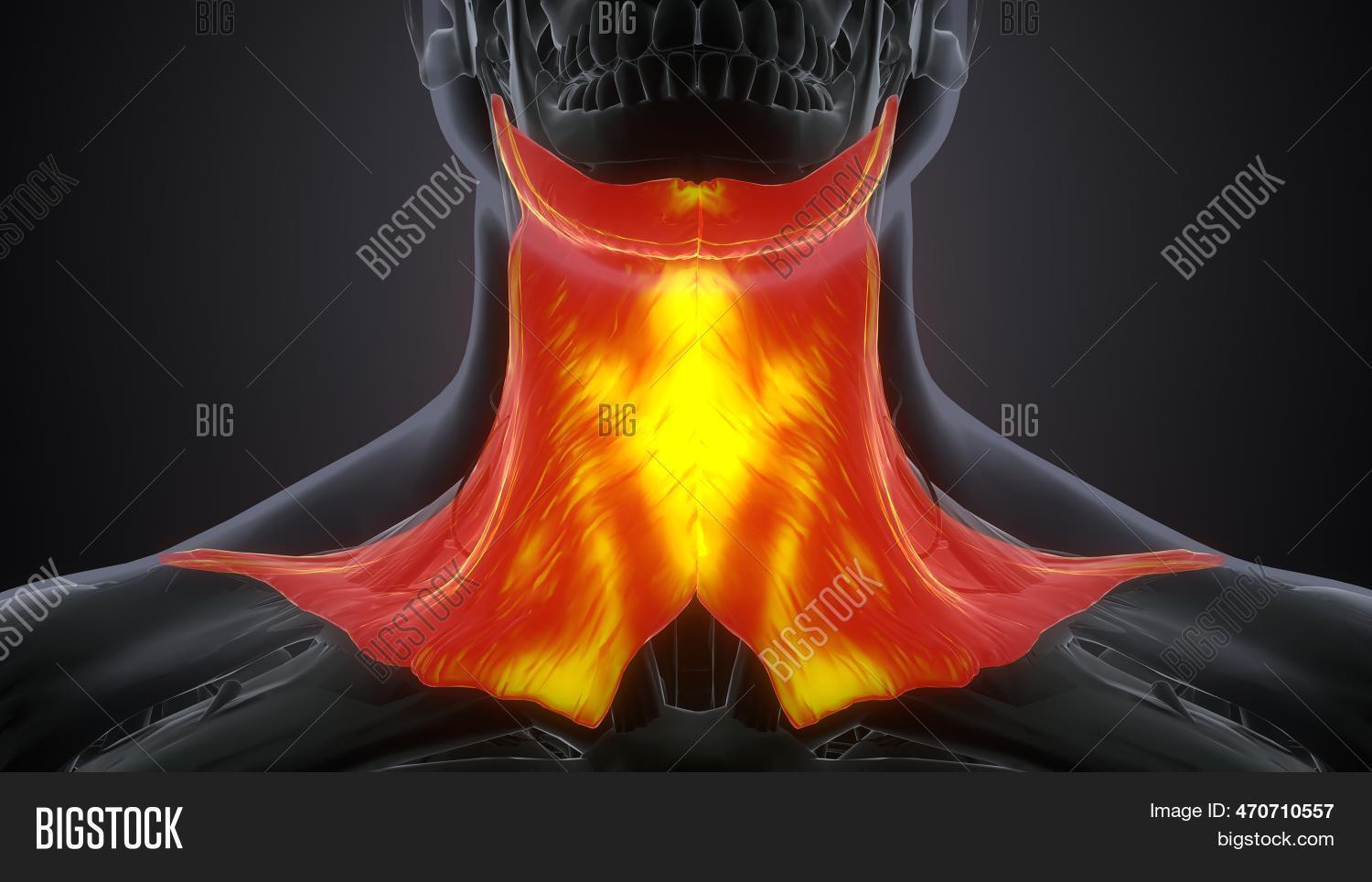 Human Body Platysma Image & Photo (Free Trial) | Bigstock