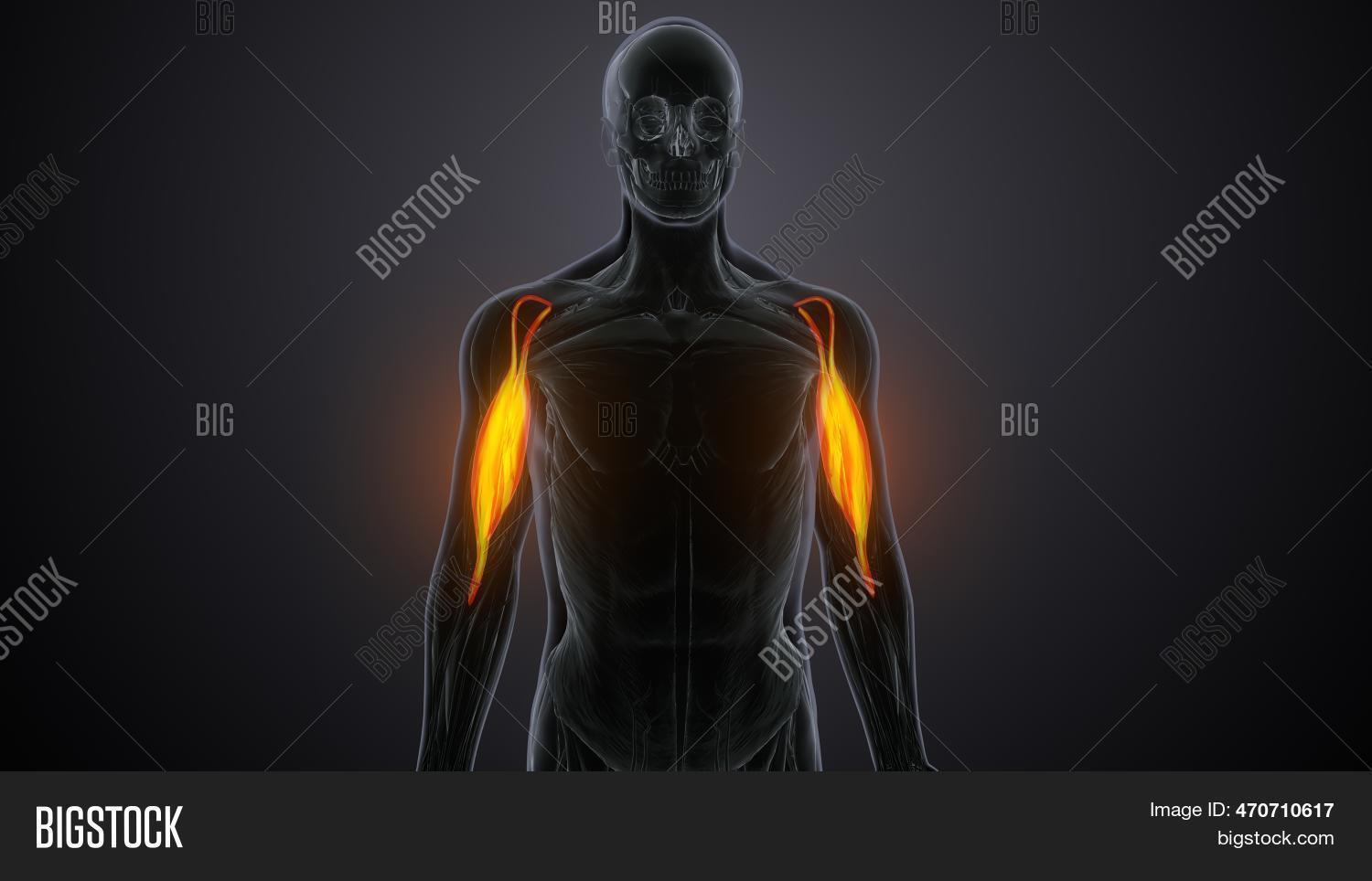 3d Illustaration Male Image & Photo (Free Trial) | Bigstock