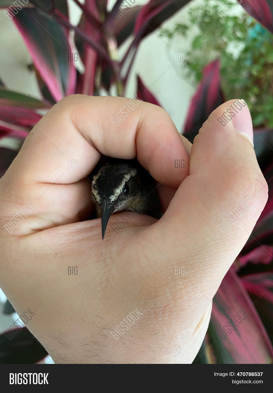 Beautiful Baby Bird Image & Photo (Free Trial) | Bigstock