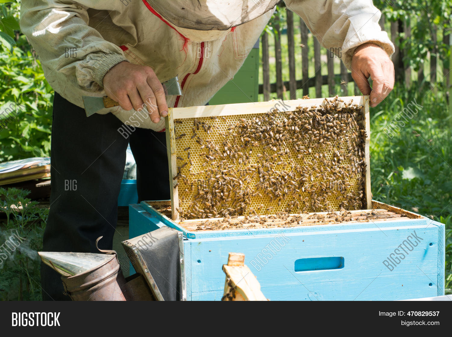 Beekeeper Checking Image & Photo (Free Trial) | Bigstock
