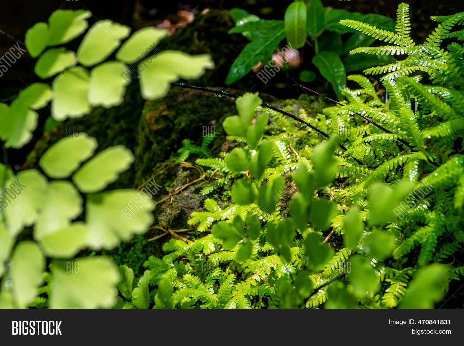 Fine Delicate Leaves Image & Photo (Free Trial) | Bigstock