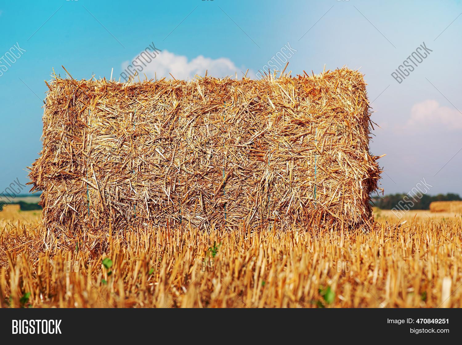 Harvesting. Haystack Image & Photo (Free Trial) | Bigstock