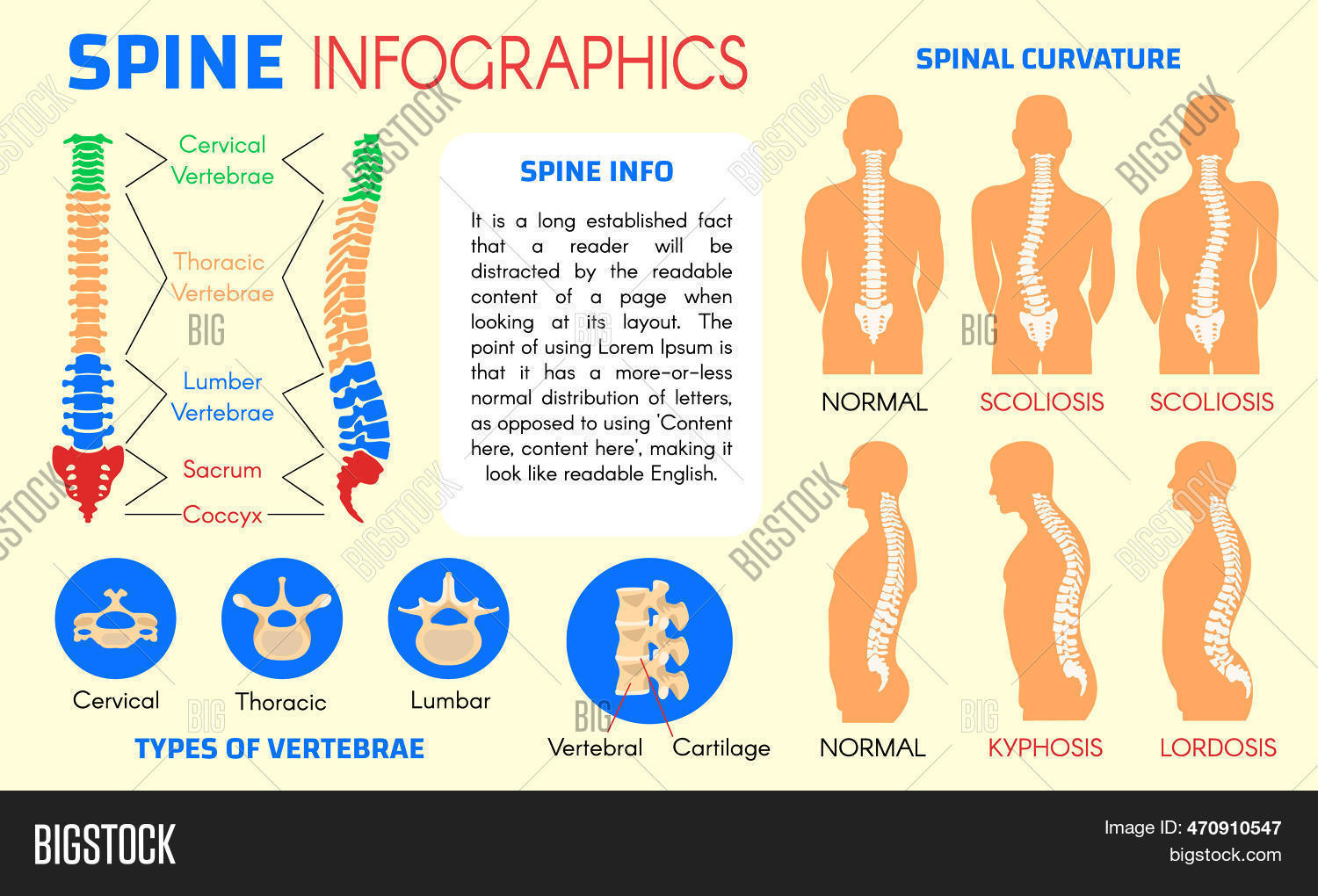 Human Spine Image & Photo (Free Trial) | Bigstock