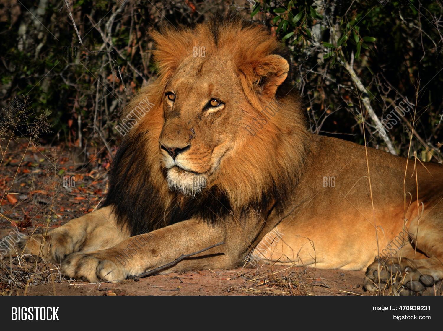 Beautiful Lion Closeup Image & Photo (Free Trial) | Bigstock