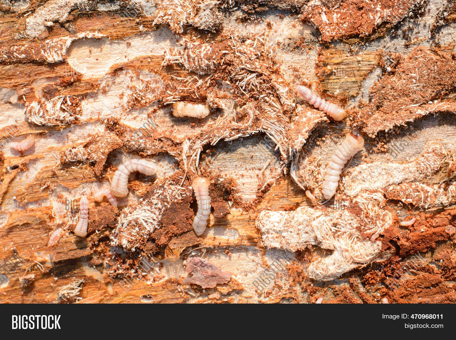 Bark Beetles Larvae Image & Photo (Free Trial) | Bigstock