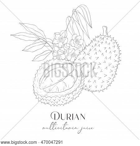 Line Art Durian Label Vector & Photo (Free Trial) | Bigstock