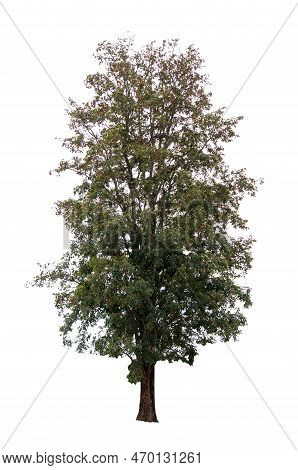 Isolated Single Tree Image & Photo (Free Trial) | Bigstock