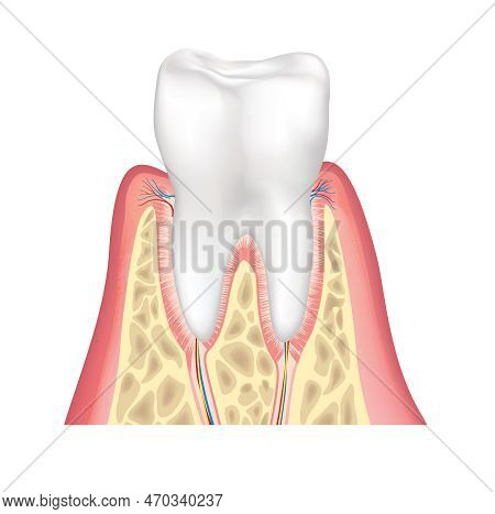Tooth Anatomy. Healthy Image & Photo (Free Trial) | Bigstock