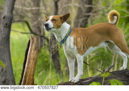 Mature Basenji Dog Image & Photo (Free Trial) | Bigstock